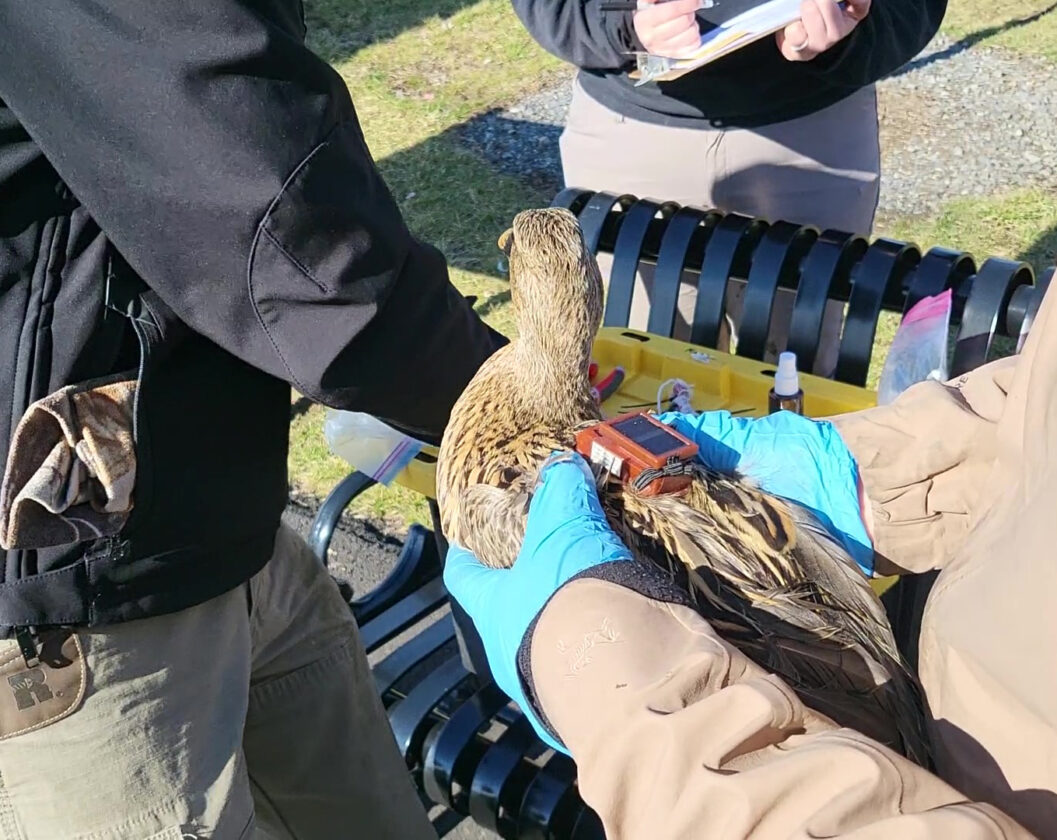 Pennsylvania Game Commission to collect data on ducks via GPS ...